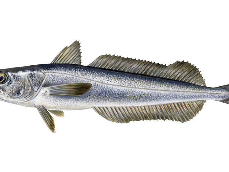 Rua Direita ≡ Investigação conclui que o consumo de pescada pode ter ...