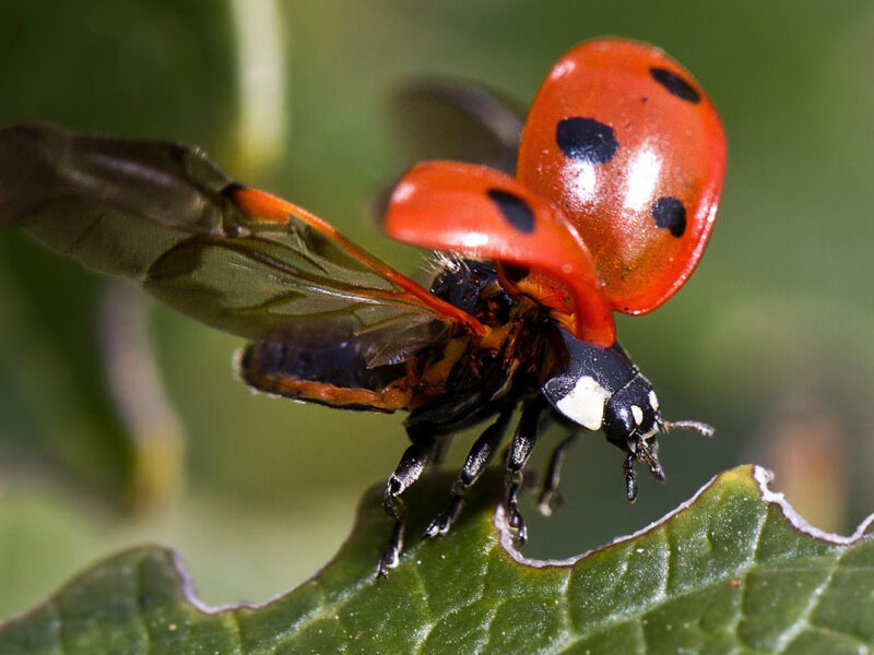 Rua Direita ≡ O SNS e a história da carochinha